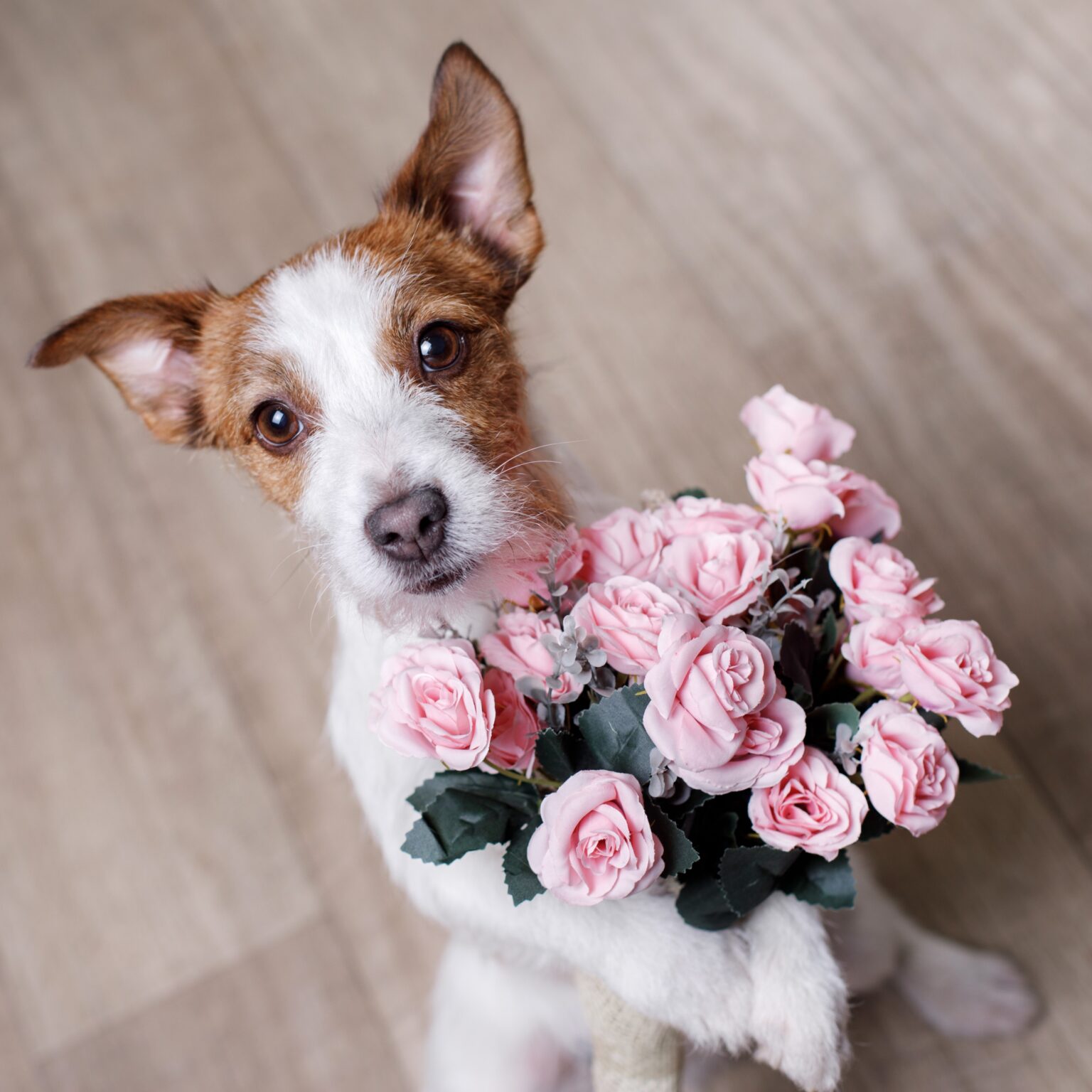 Pet Friendly Flowers | Balla Florist | Flower Delivery Mayo